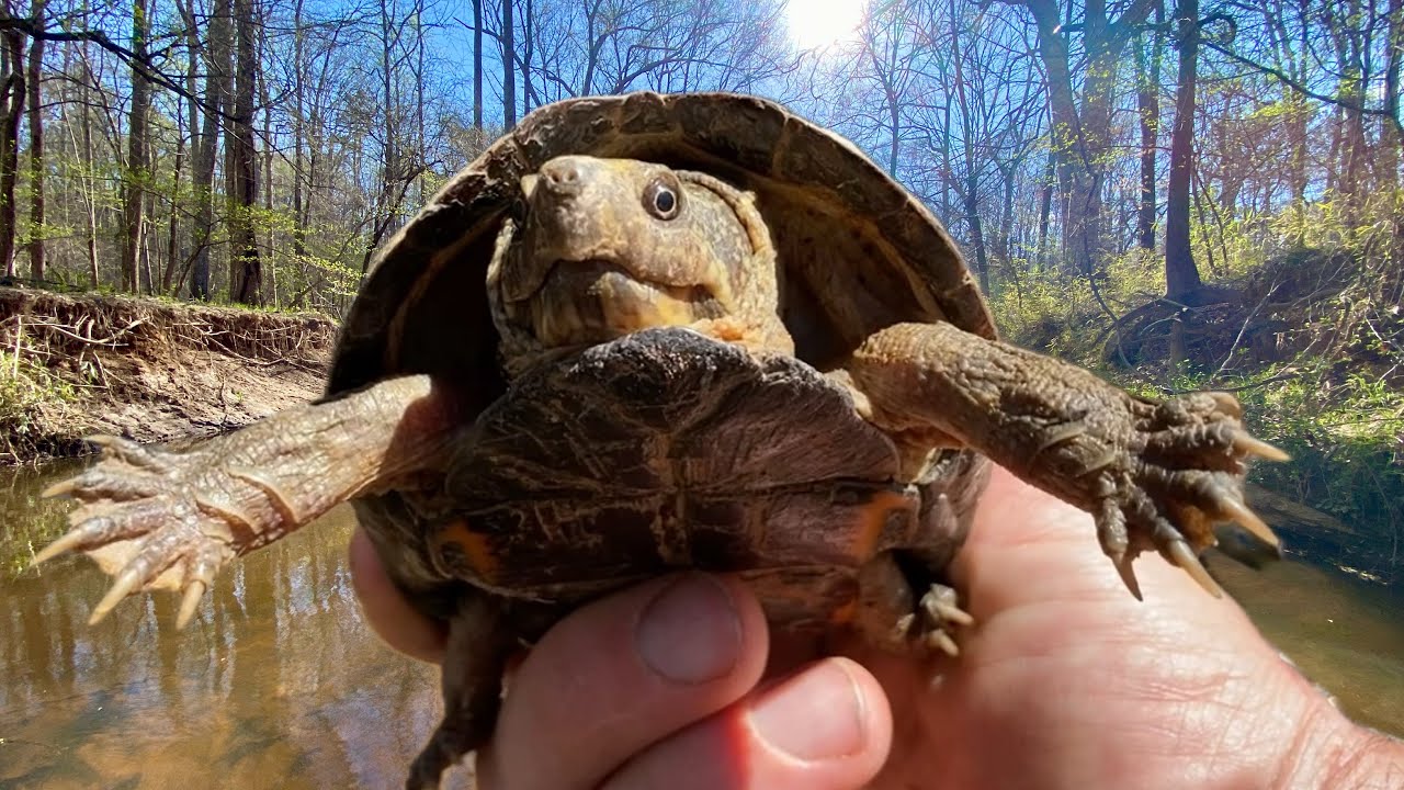 March Mud and Musk Turtle Madness! - YouTube
