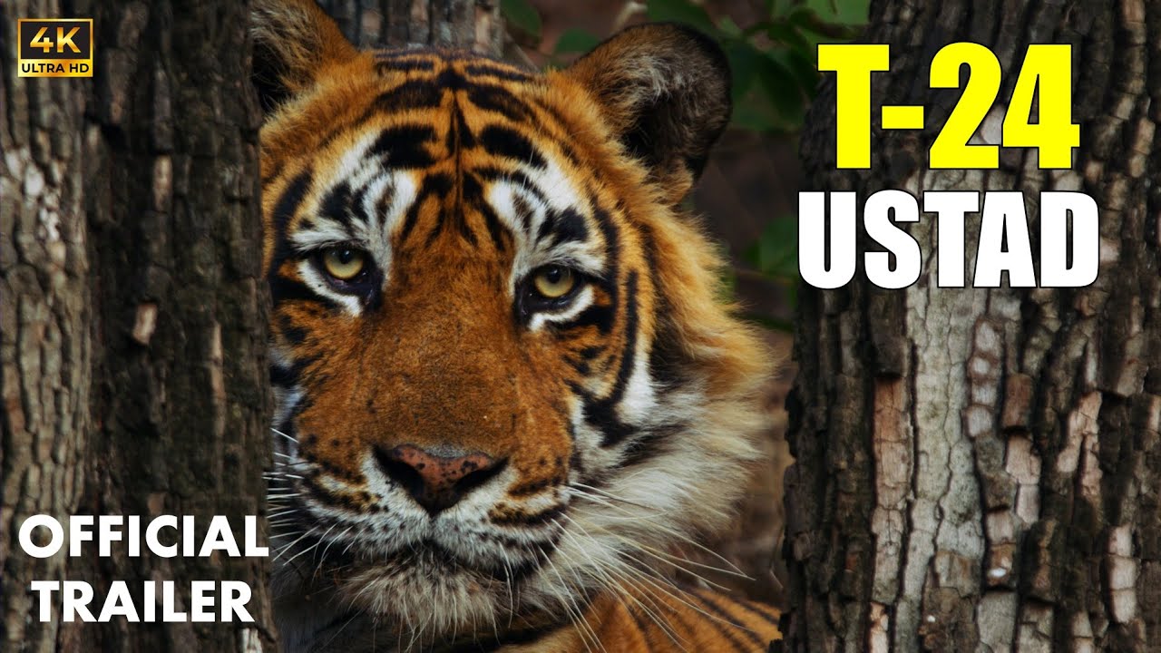 Tiger 24 Official Trailer | Wildlife Documentary by Warren Pereira 4K ...