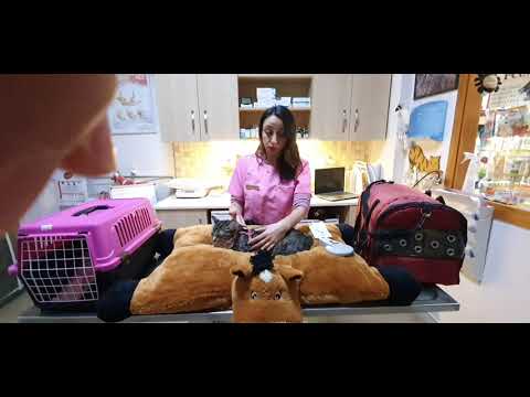 Kedi ile Avrupa'ya Nasıl Uçulur? Yurt dışına evcil hayvan götürmek. Vet.Hek.Gizem TAKTAK BRUHN