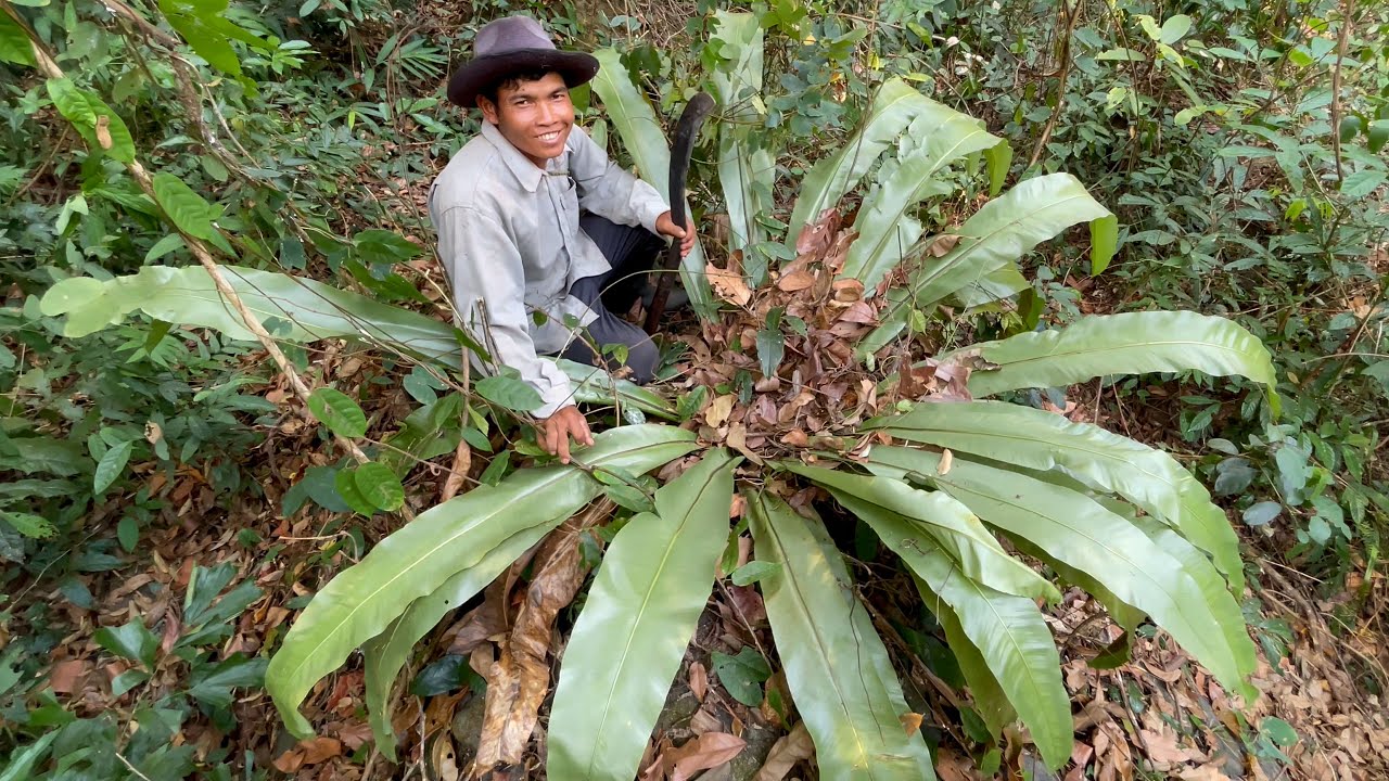 ឡើងភ្នំរកបេះផ្លែឈើ Find fruit on mountain today with my son Bong LaorTV ...
