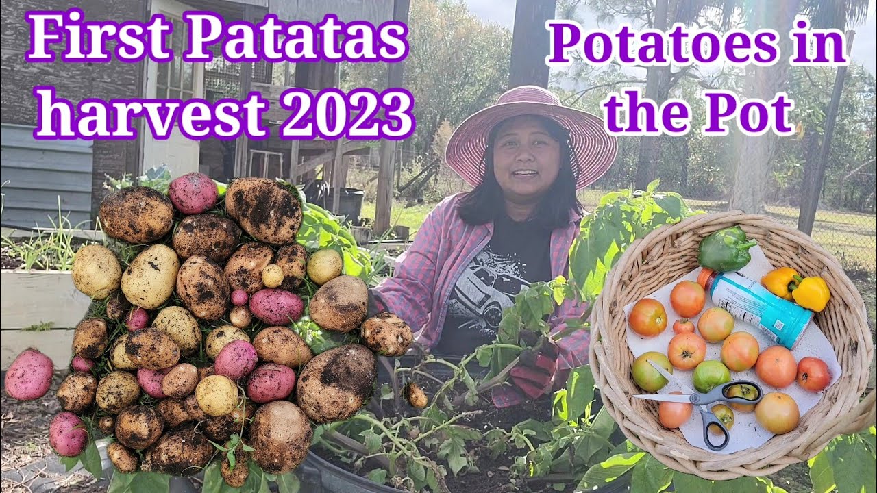 Harvest today: Potatoes, Peppers and Tomatoes - YouTube