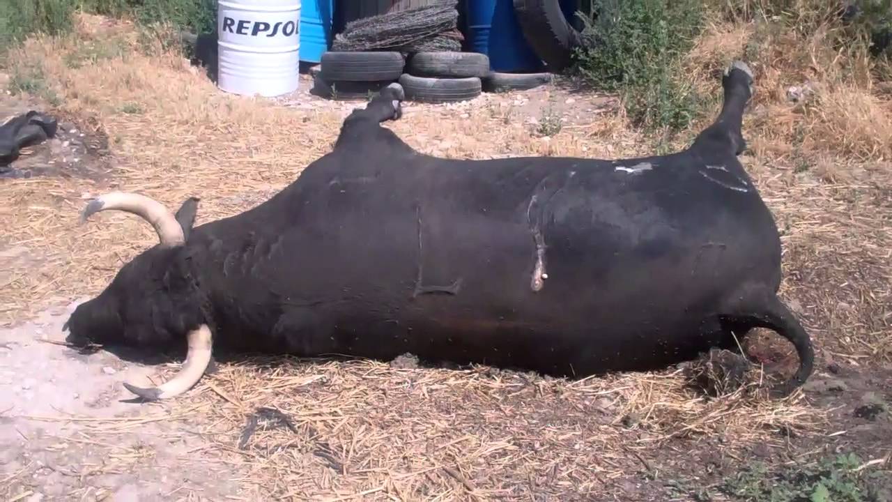 Toro muerto por pelea - YouTube