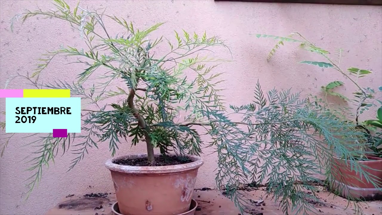 ROBLE AUSTRALIANO BONSAI. GREVILLEA ROBUSTA. FANTÁSTICA EVOLUCIÓN 9 ...