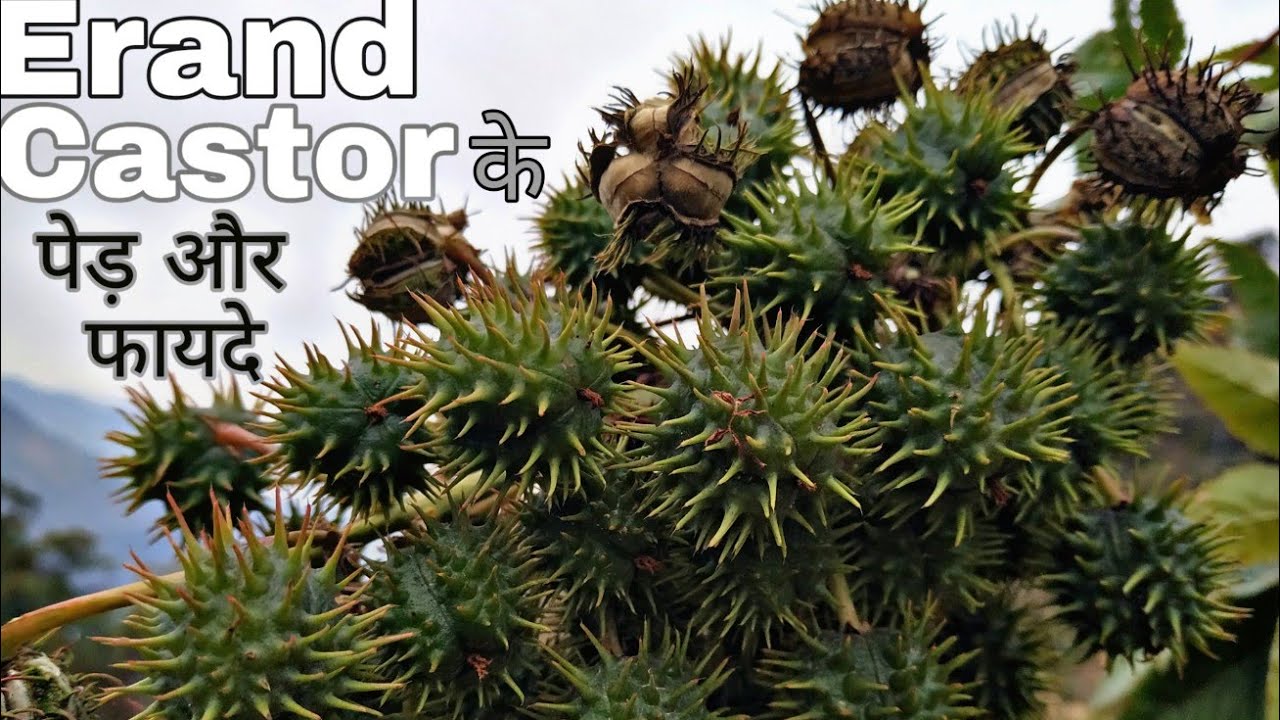 Erand oil tree | castor tree | Erandi k ped or fruit | Natural ...