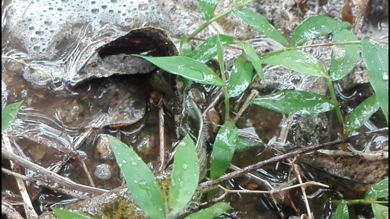 peeing of flower pot grass🍃went to home garden🏡Pee urination💦peeing ...