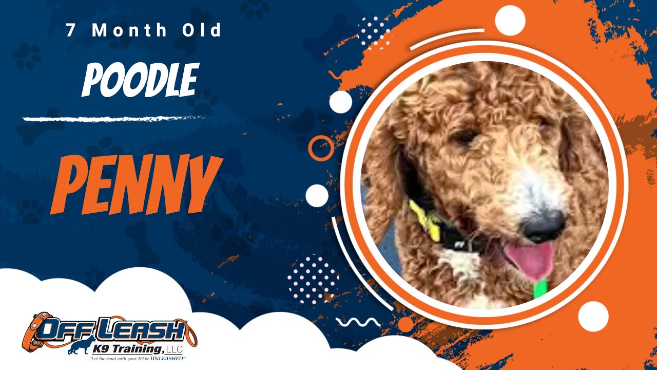 Penny | 7 Month Old Standard Poodle | Off Leash Poodle Training ...
