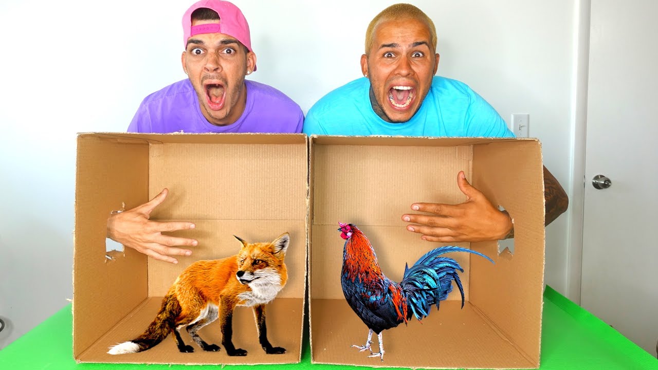 What's In The BOX Challenge!!! (LIVE ANIMALS) - YouTube