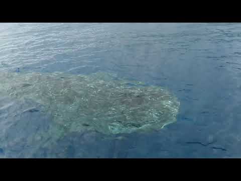 Whale shark Azores, October 2020 - YouTube