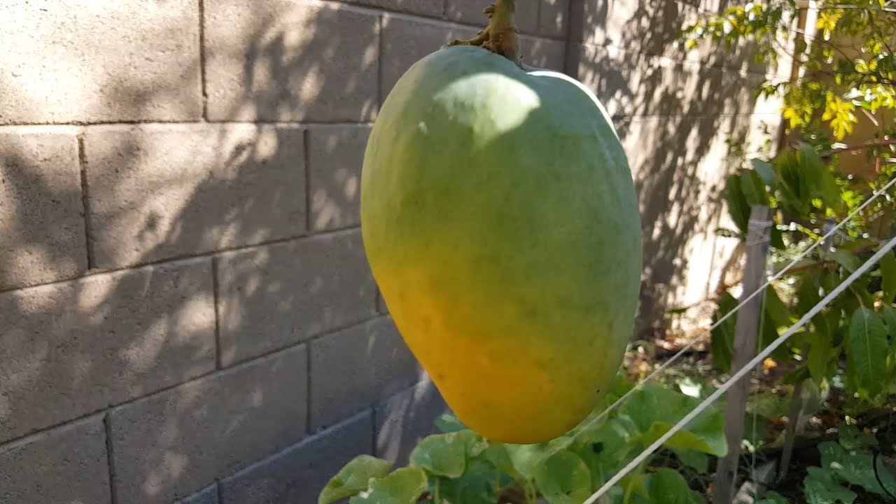 Picking Edward Mango 2020 - YouTube