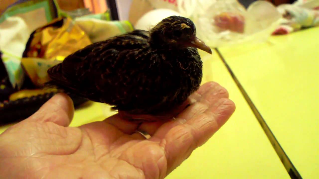Pichon Criado En Casa - YouTube