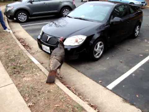 Turkey Attacks Car - YouTube