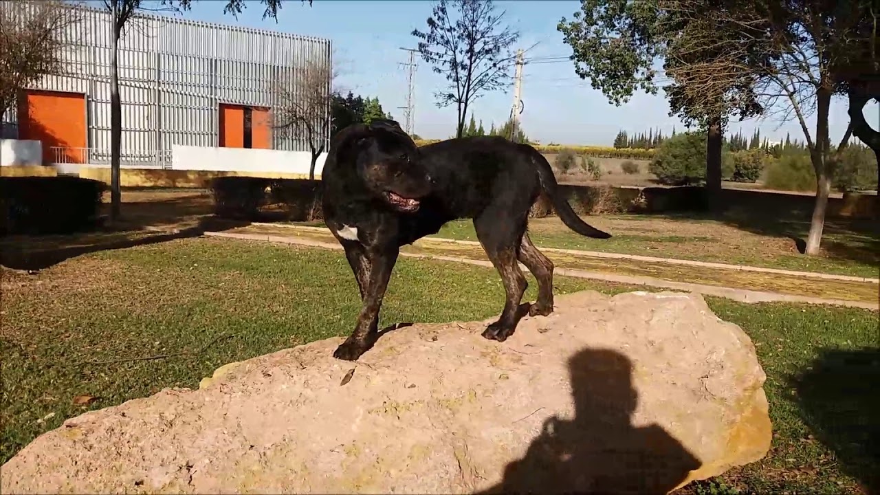 Spanish Dogo Laila Ali de los Tarantos - YouTube