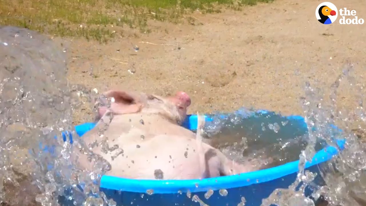 Pig Makes A Big Splash | The Dodo - YouTube