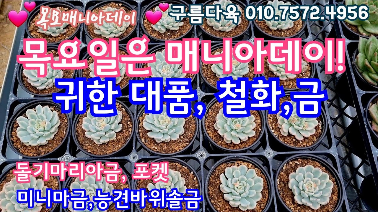 목요일은 매니아를 위한 다육이 소개해요 대품 군생철화금 귀한 미니마금 마가렛금군생블랙코코샴페인군생 돌기마리아금
