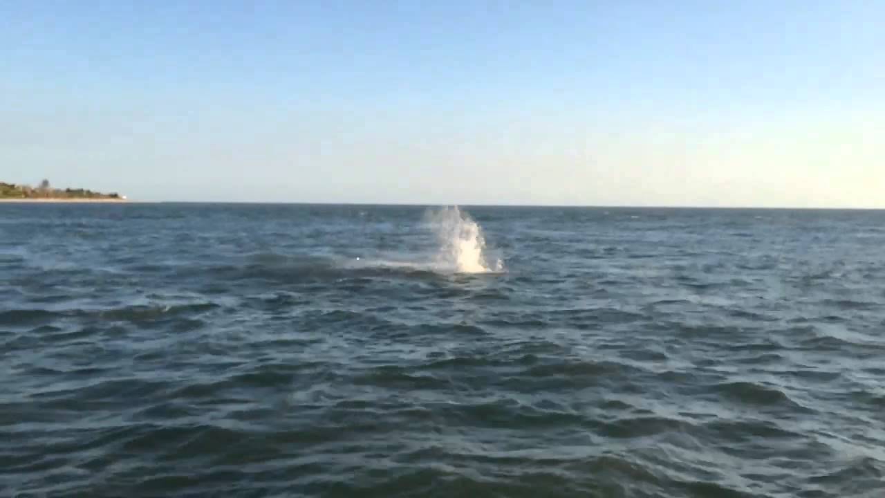 Tarpon jumping near Fort Myers - YouTube