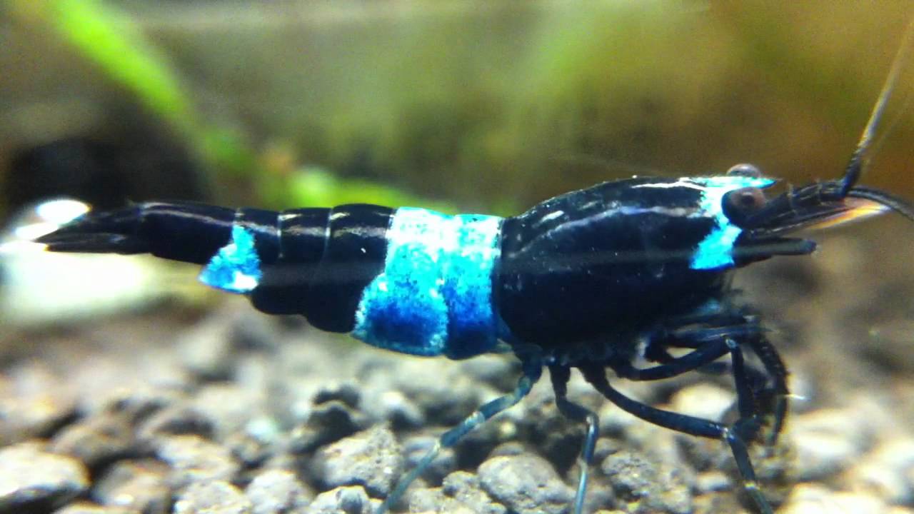 My shadow panda (DEEP BLUE) hold back 01 by NCRS(Hong Kong) - YouTube