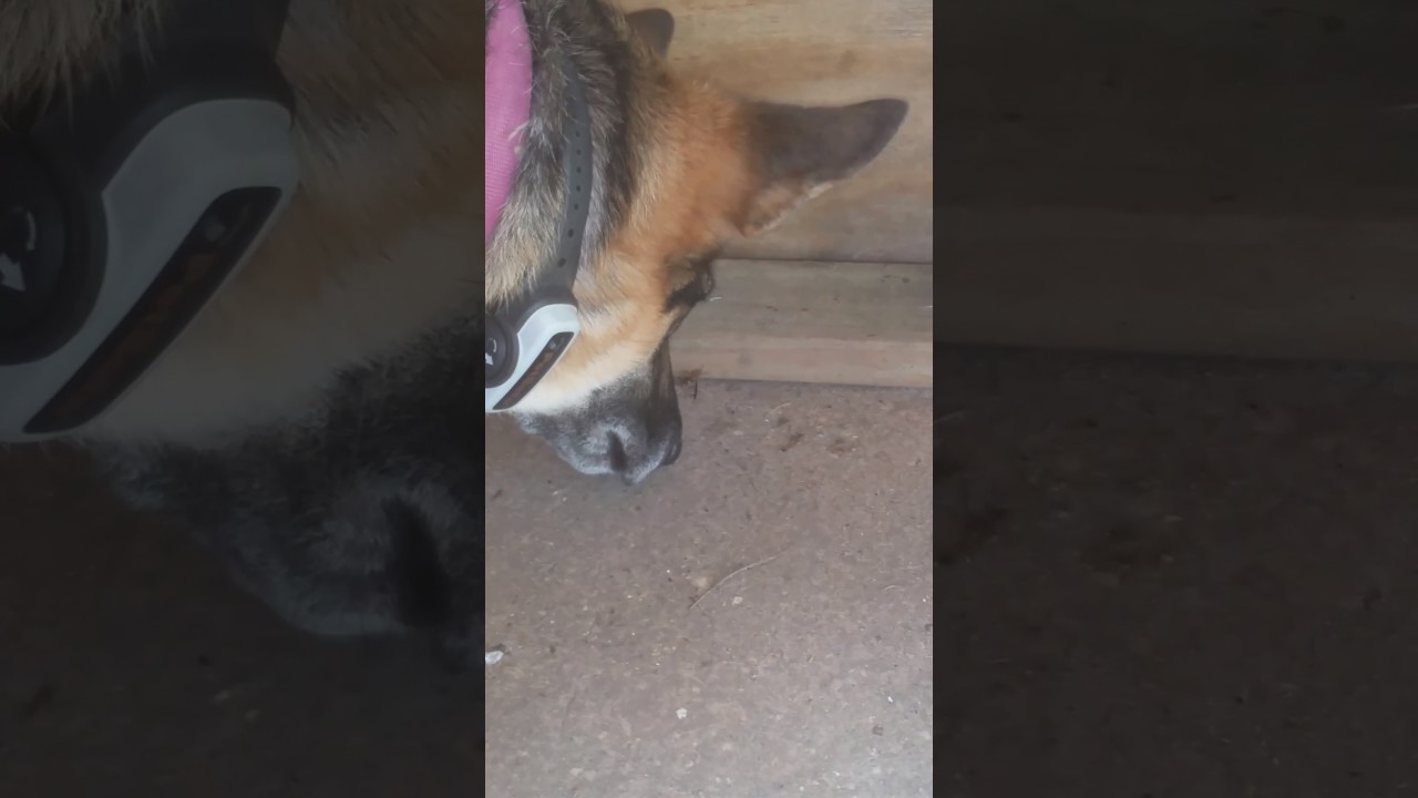 German Shepherd eats bee's and gets stung alot but continues - YouTube