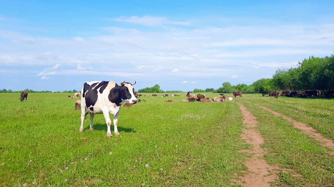 Cows Herd in Russian Village - YouTube