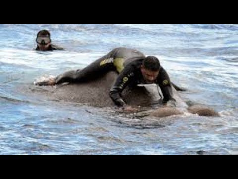 The Sri Lankan Navy Rescue An Elephant Drifting 8 Miles Out At Sea ...