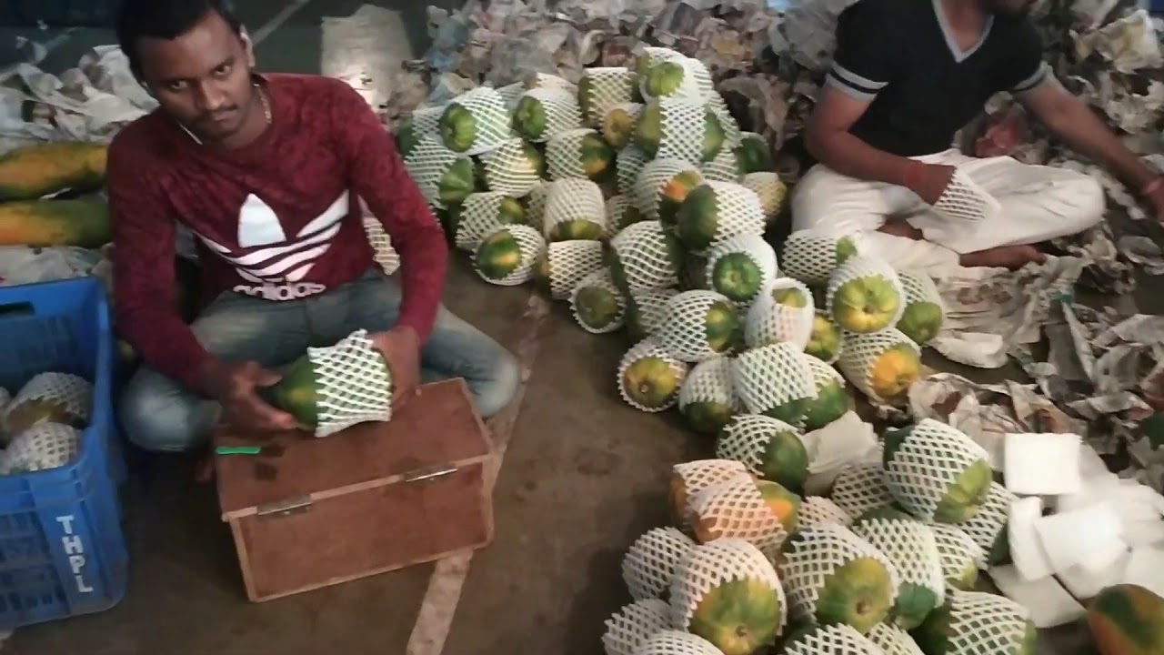 Amazing papaya packing on fruits Vashi Mumbai#fruitssupplyindia - YouTube