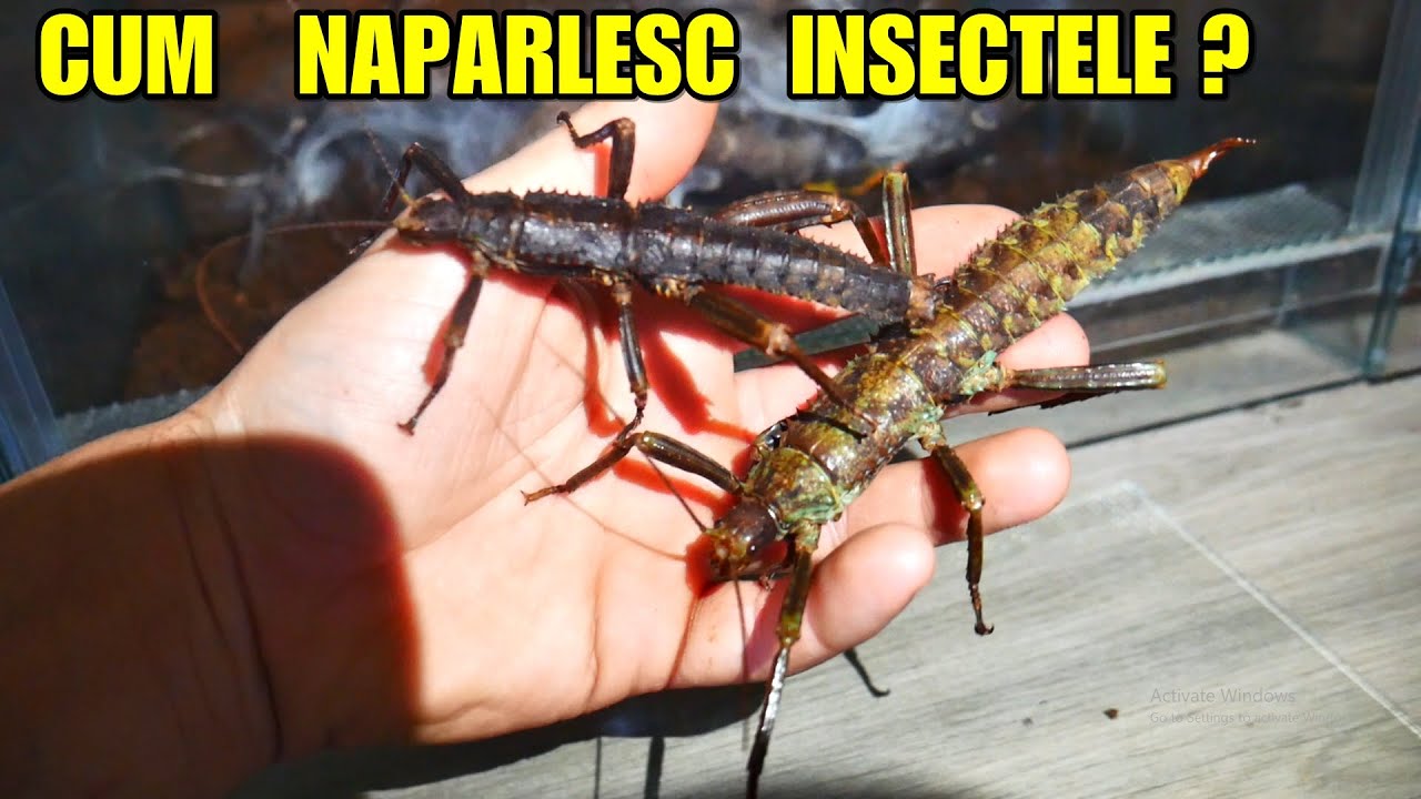 Au murit o parte din insectele cumpărate recent.. Cum năpârlește o ...
