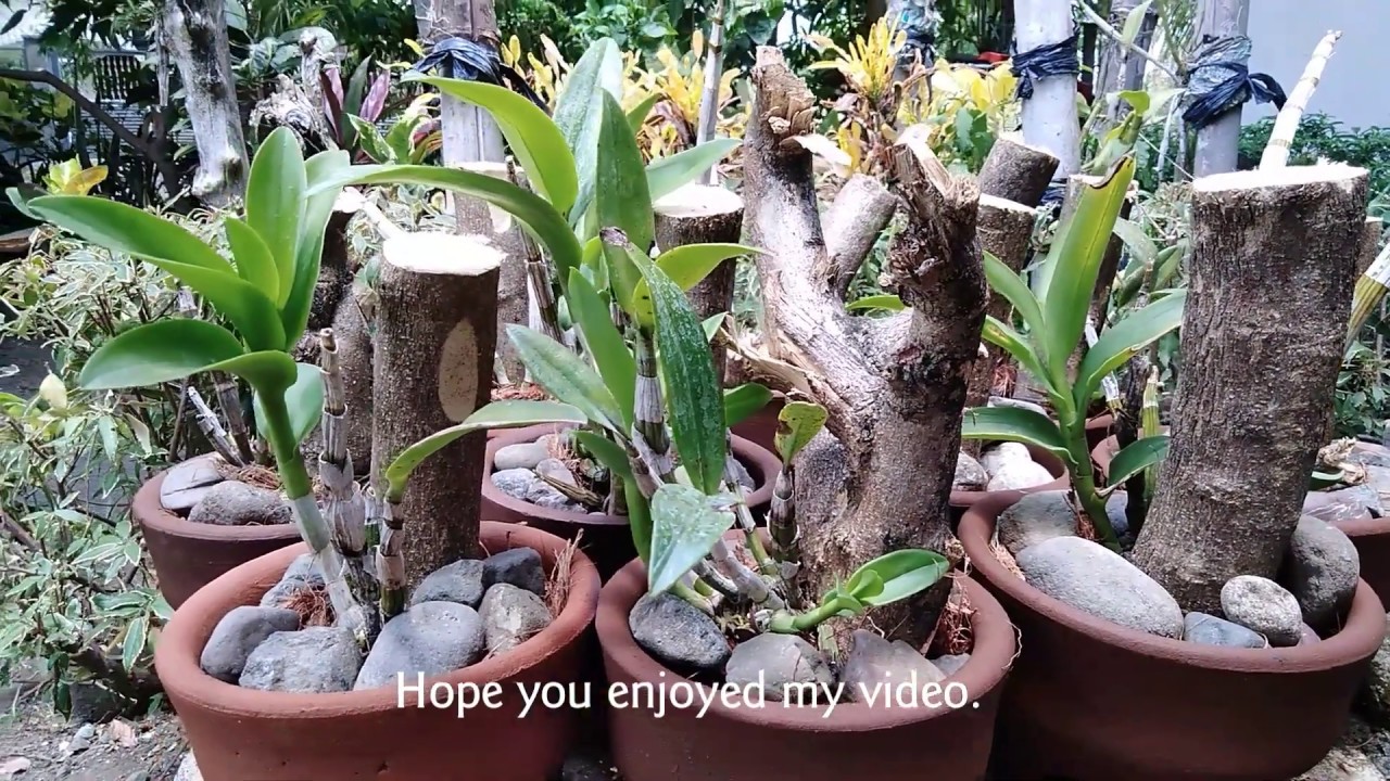An Easy Way to Plant Dendrobiums//Planting Dendrobiums on Gliricidia ...