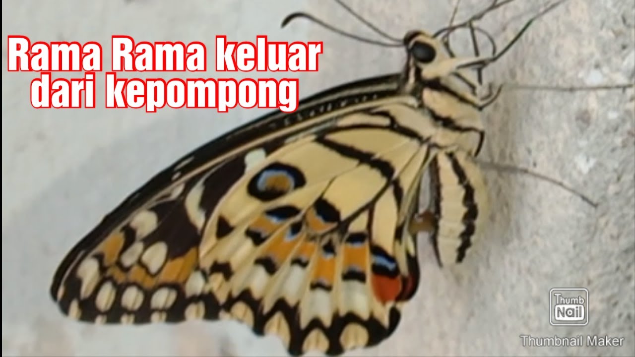 🦋🦋 Rama Rama keluar dari kepompong | Rama Rama belajar terbang | 🦋 ...