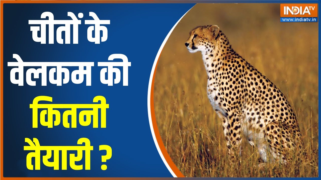 Cheetah Is Back: हेलीकॉप्टर से 8 चीते कूनो नेशनल पार्क पहुंचे, पीएम भी ...