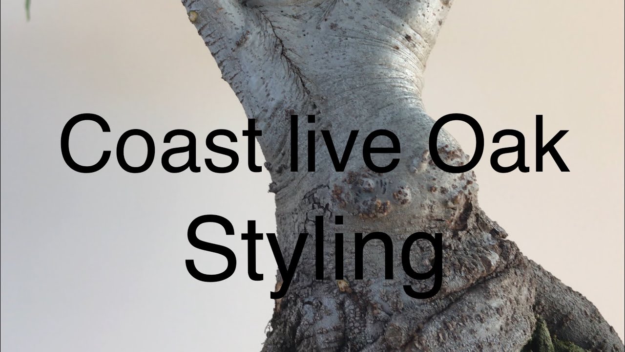 Bonsai - Coast live oak Bonsai tree and scrub oak tree styling July 04 ...