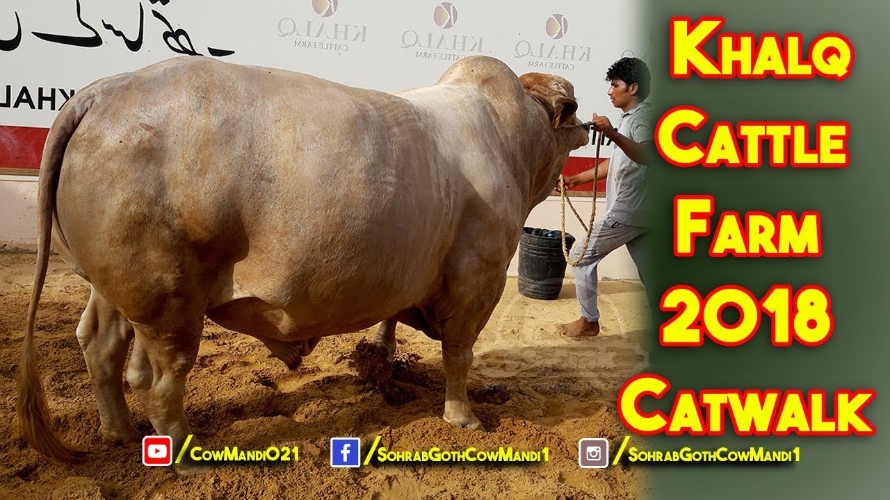 Khalq Cattle Farm Catwalk - KHALQ CATTLE COLLECTION 2018 - COW MANDI ...