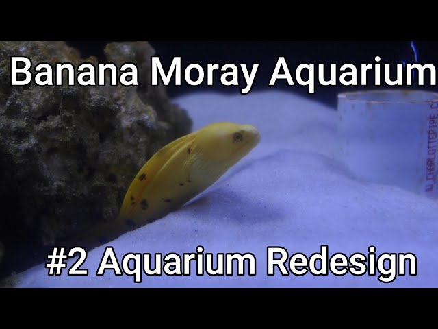 Banana Fish Animal
