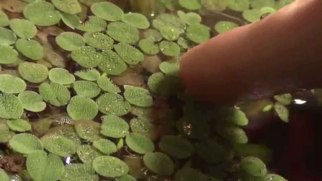 Aquarium Plant Overview: Salvinia - YouTube