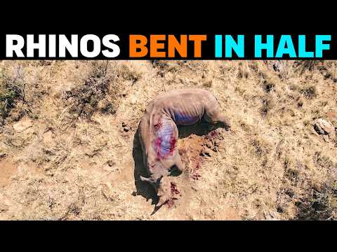 🚨 NOW: Who Is BENDING RHINOS IN HALF in Africa?