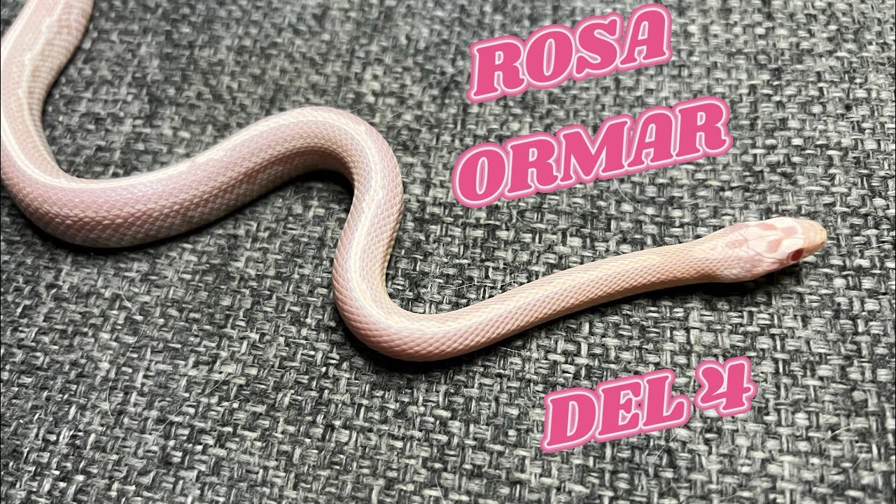 JUBILEUM SERIE: ROSA ORMAR DEL 4 - YouTube
