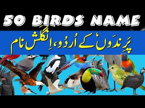 Birds Name in English & Urdu With Sounds - YouTube