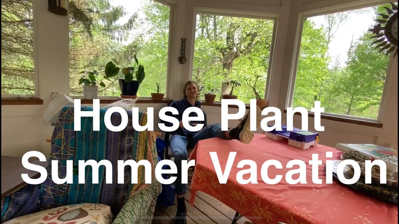 House Plant Summer Vacation - YouTube