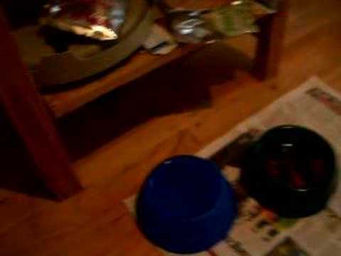 Little Miss Kitty-Katty