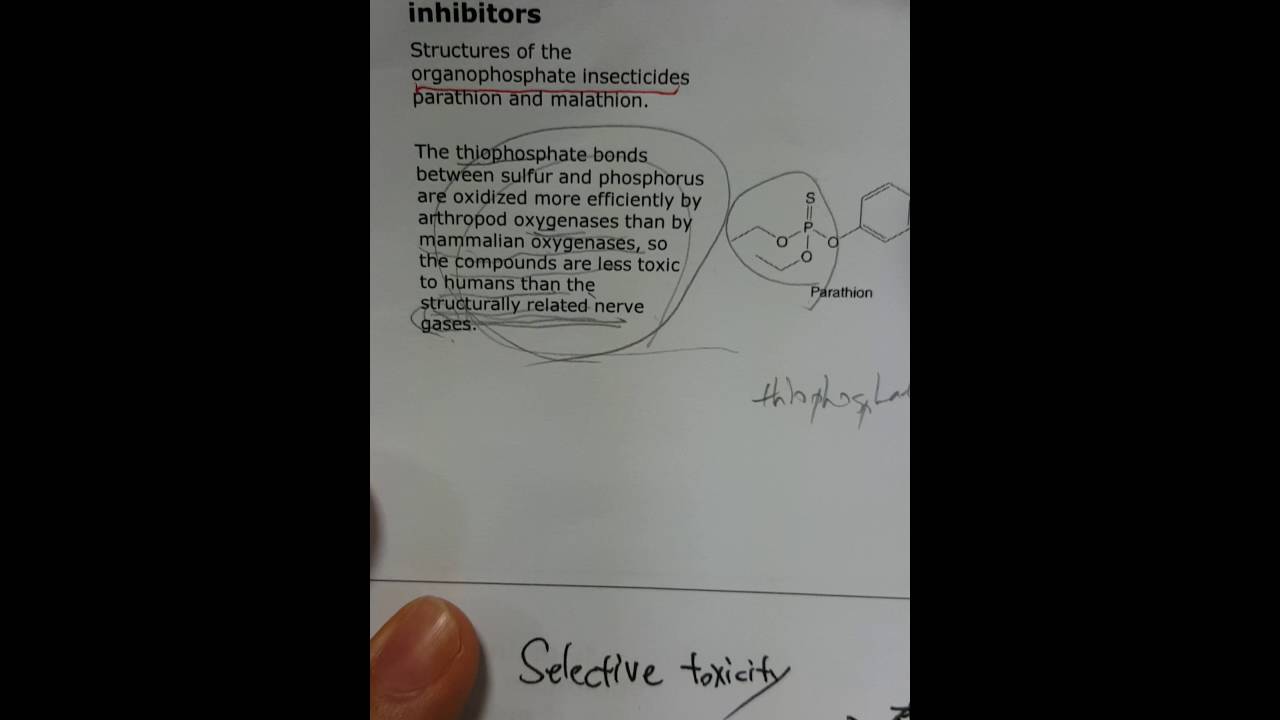 Selective toxicity - YouTube