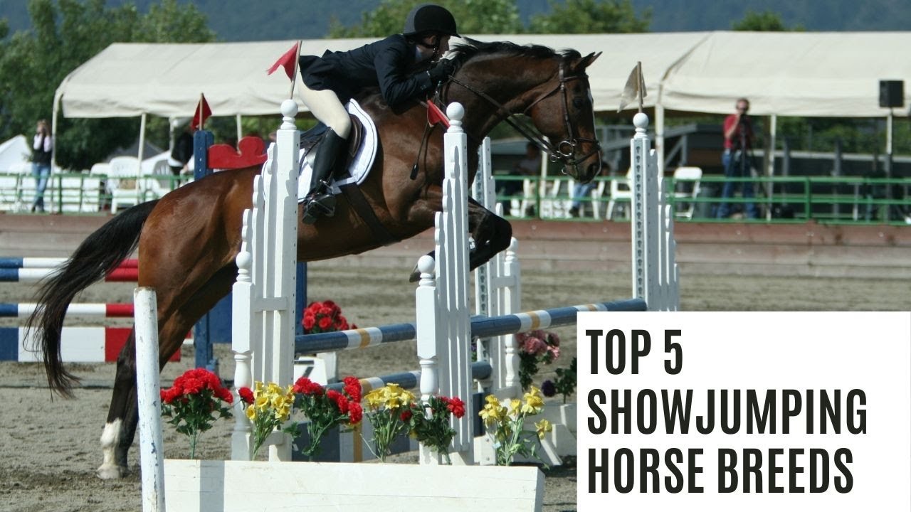 5 Best ShowJumping Horse Breeds - YouTube