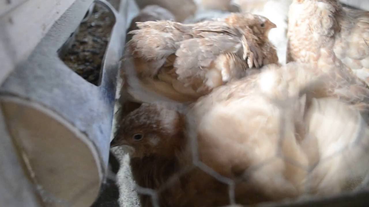 Vörös japán (gazdasági) fürjek. Red Coturnix quail laying egg. - YouTube