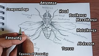 How to Draw Structure of Chromosome Labelled Diagram| S... | Doovi