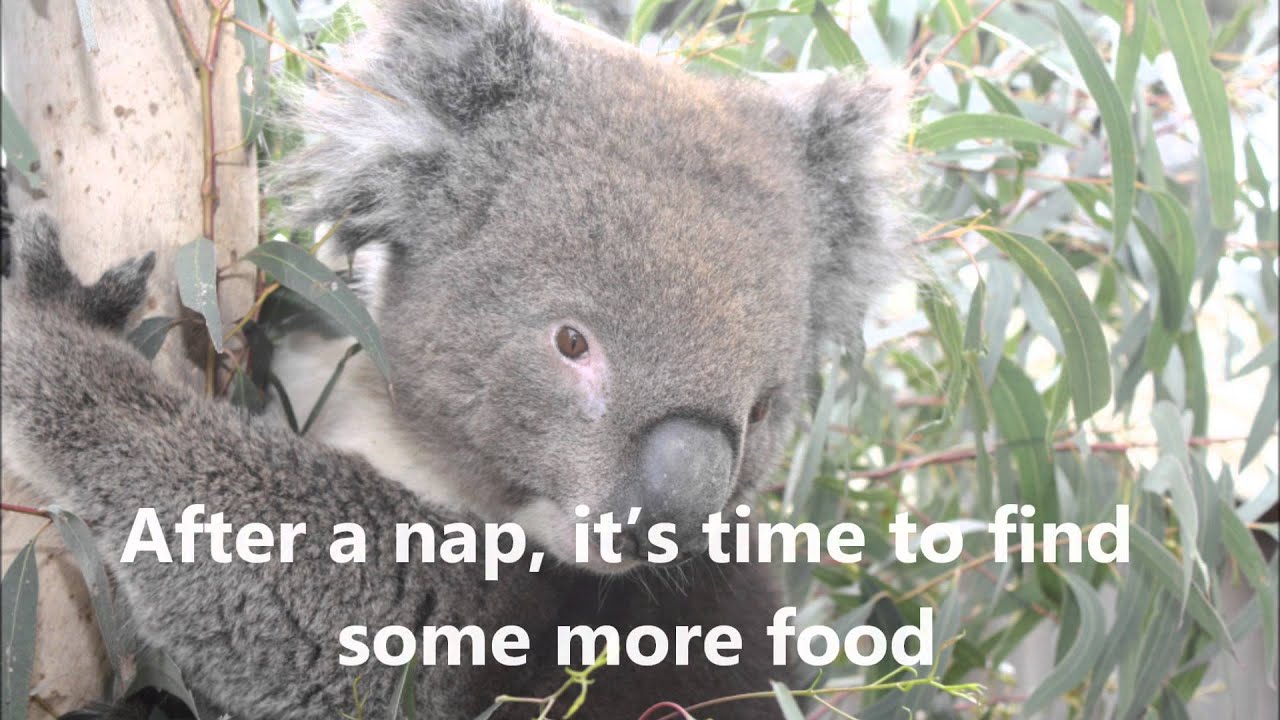 A Day in the Life of a Koala - YouTube