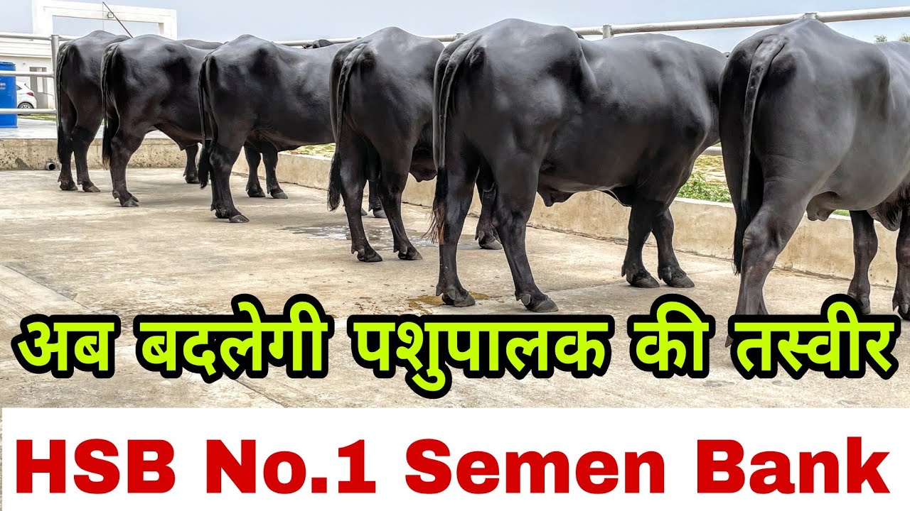 सिर्फ HSB के बुल बदल सकते हैं मुर्राह की काया पलट, HSB के बुलों का सीमन ...