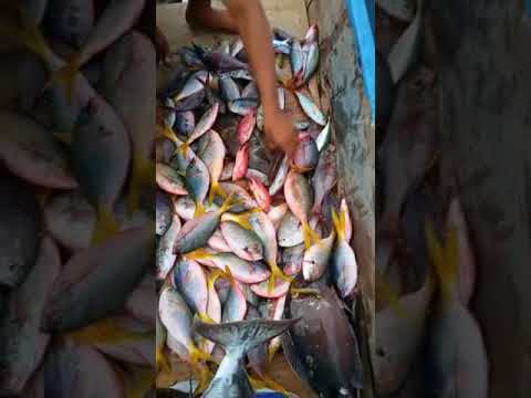 pemula mancing lolosi pertama kali mantap 👍👍