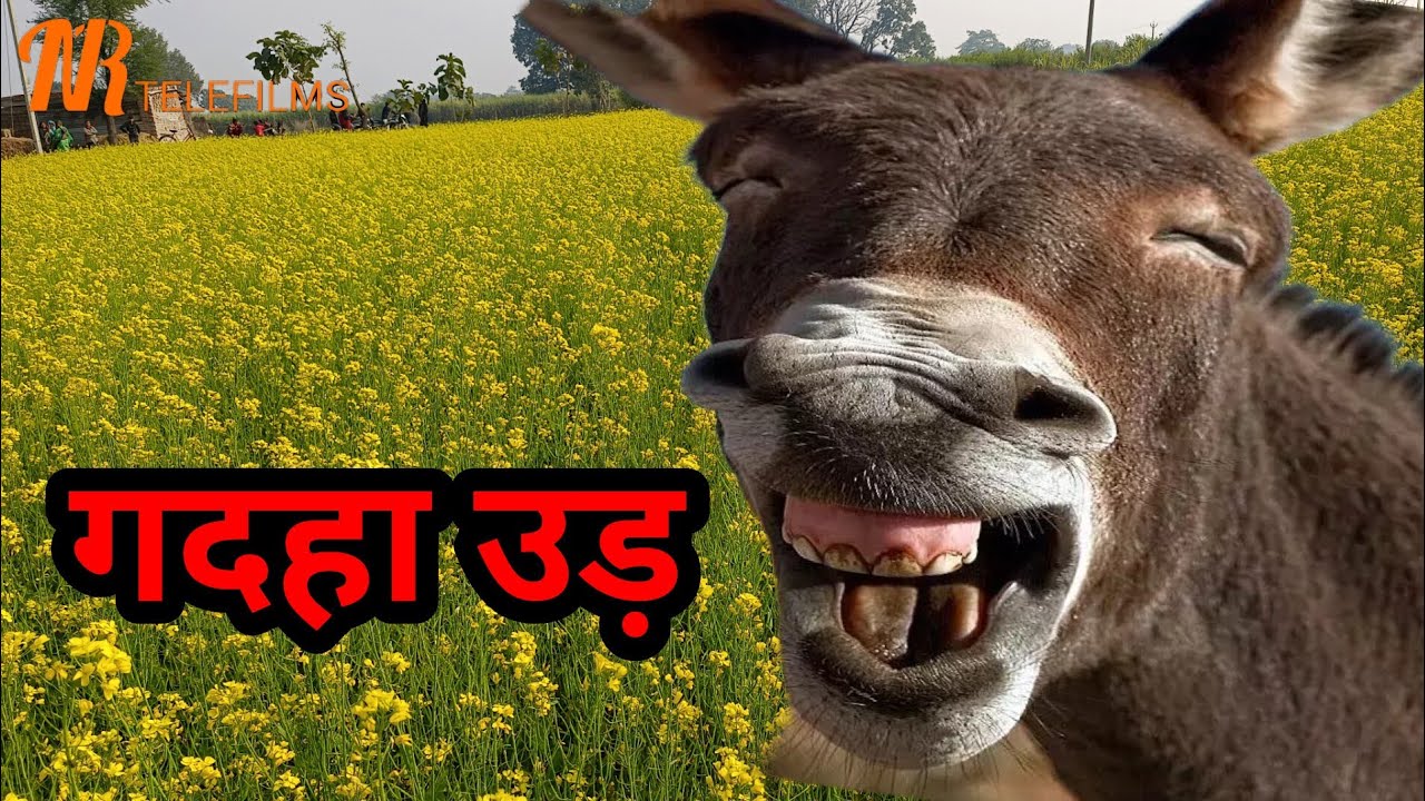 गदहा उड़// GADAHA UDA// LETEST VIDEO नई मजेदार वीडियो#NRTELEFILMS 2023 ...