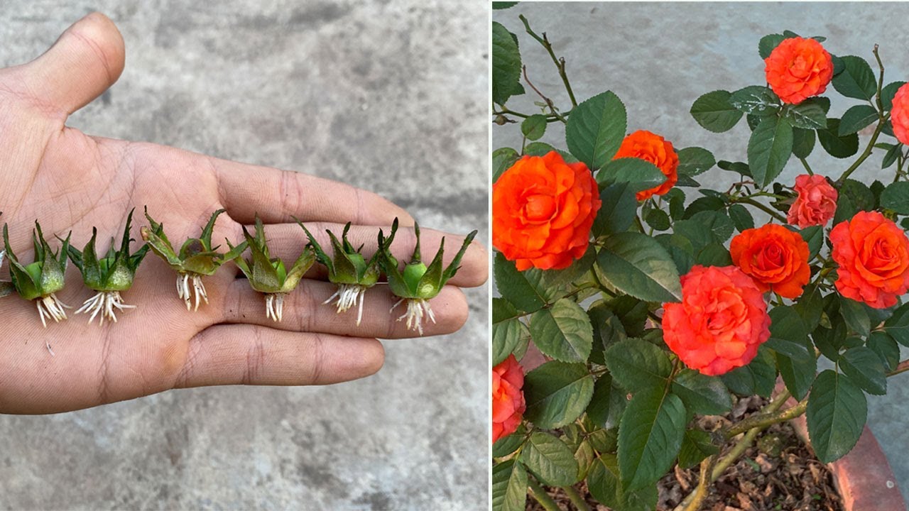 How to grow orange roses from flower buds / roses - YouTube