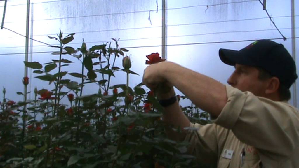 Disbudding Roses - YouTube