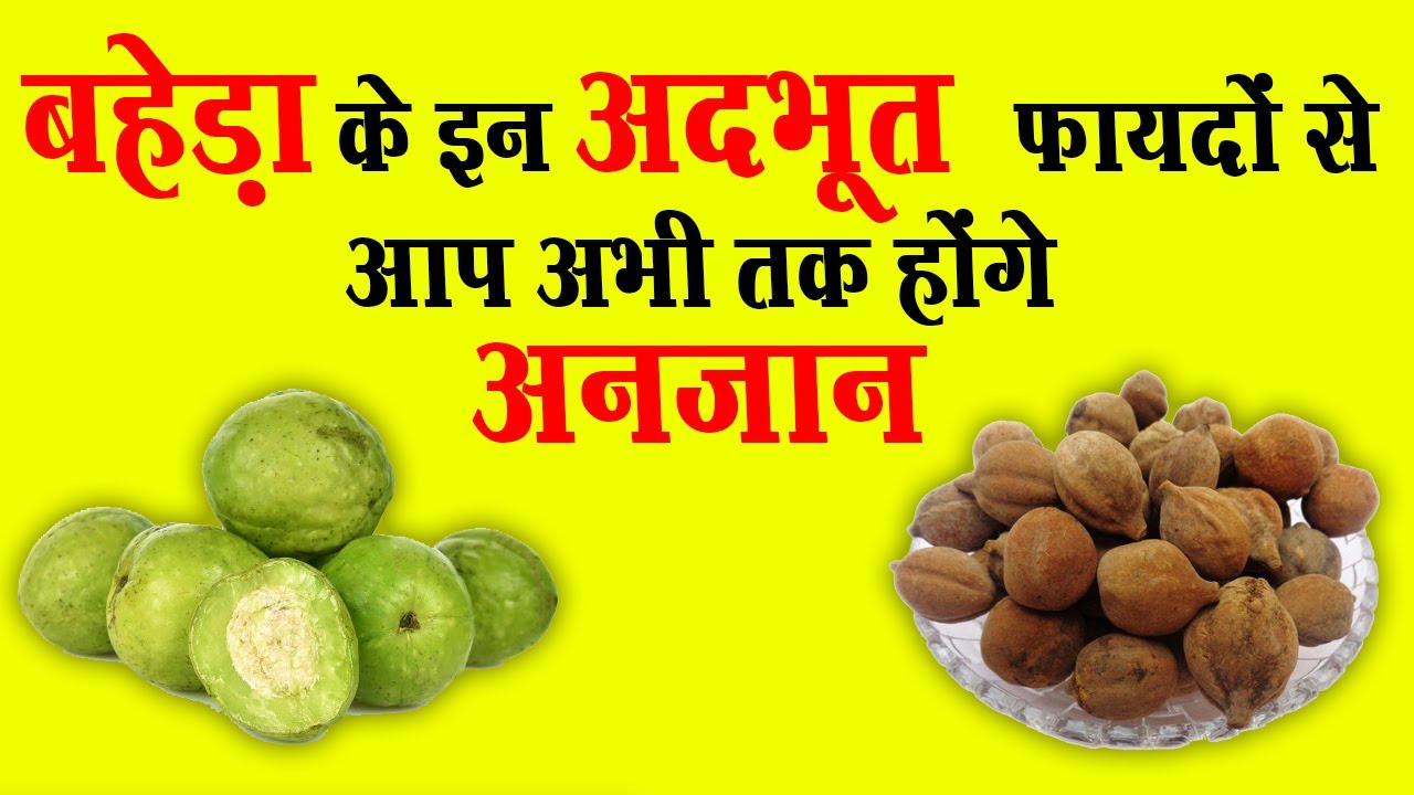 Benefit of Behda in Hindi !! बेहड़ा के औषधीय उपयोग - YouTube
