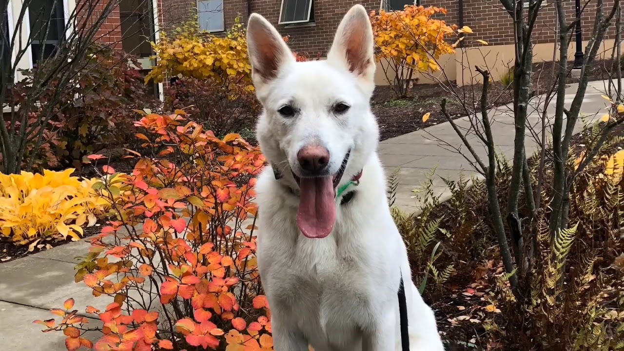 Wilkes Barre Dog Trainers ||| OLK9 Scranton ||| 2 Year Old German ...