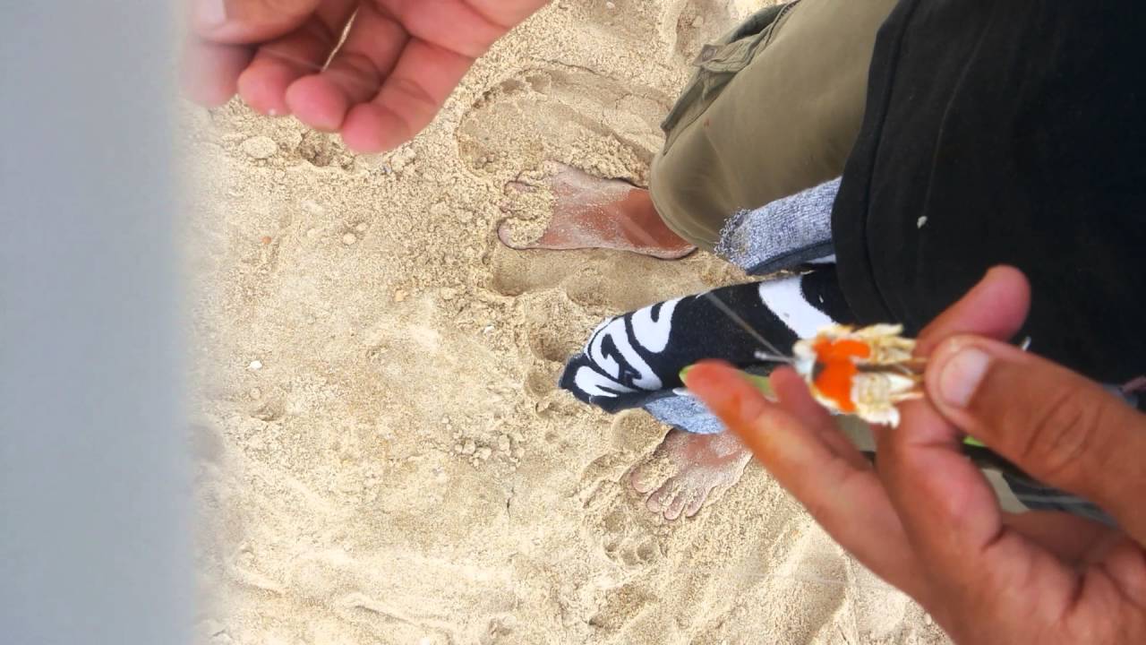 Como Iscar Tatuíra ( Tatuí ) - YouTube